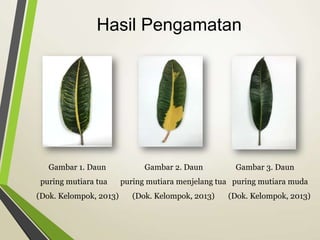 Anatomi daun puring mutiara | PPTX