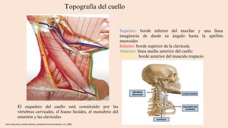 anatomi del cuello.pptx_20250806_153255_0000.pdf