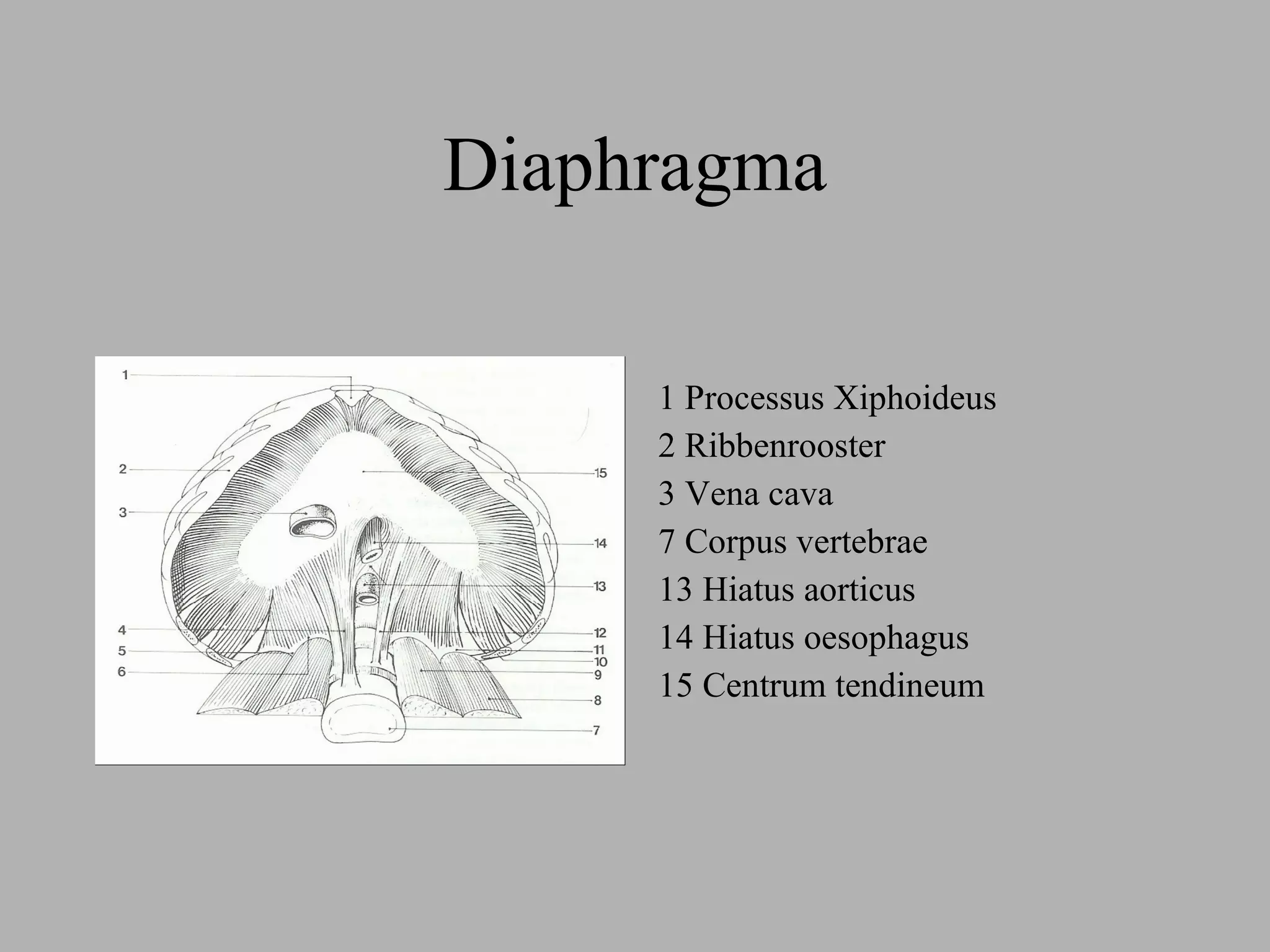 Anatomie | PPT