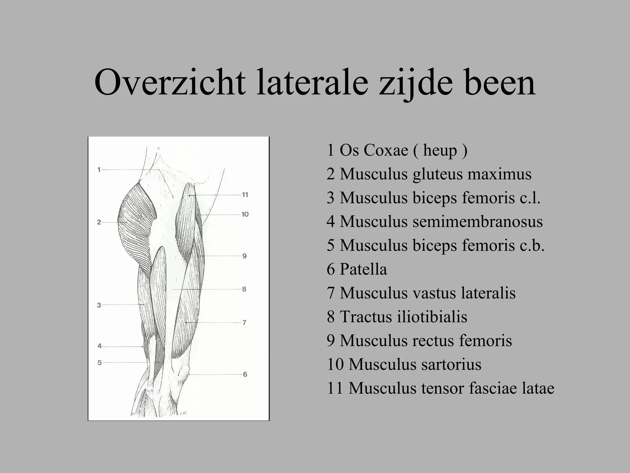 Anatomie | PPT