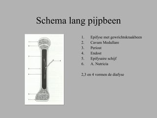 Anatomie | PPT