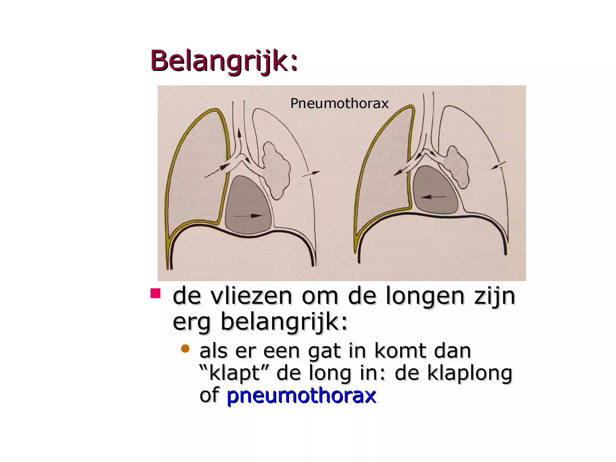 Anatomie Ademhaling | PPT
