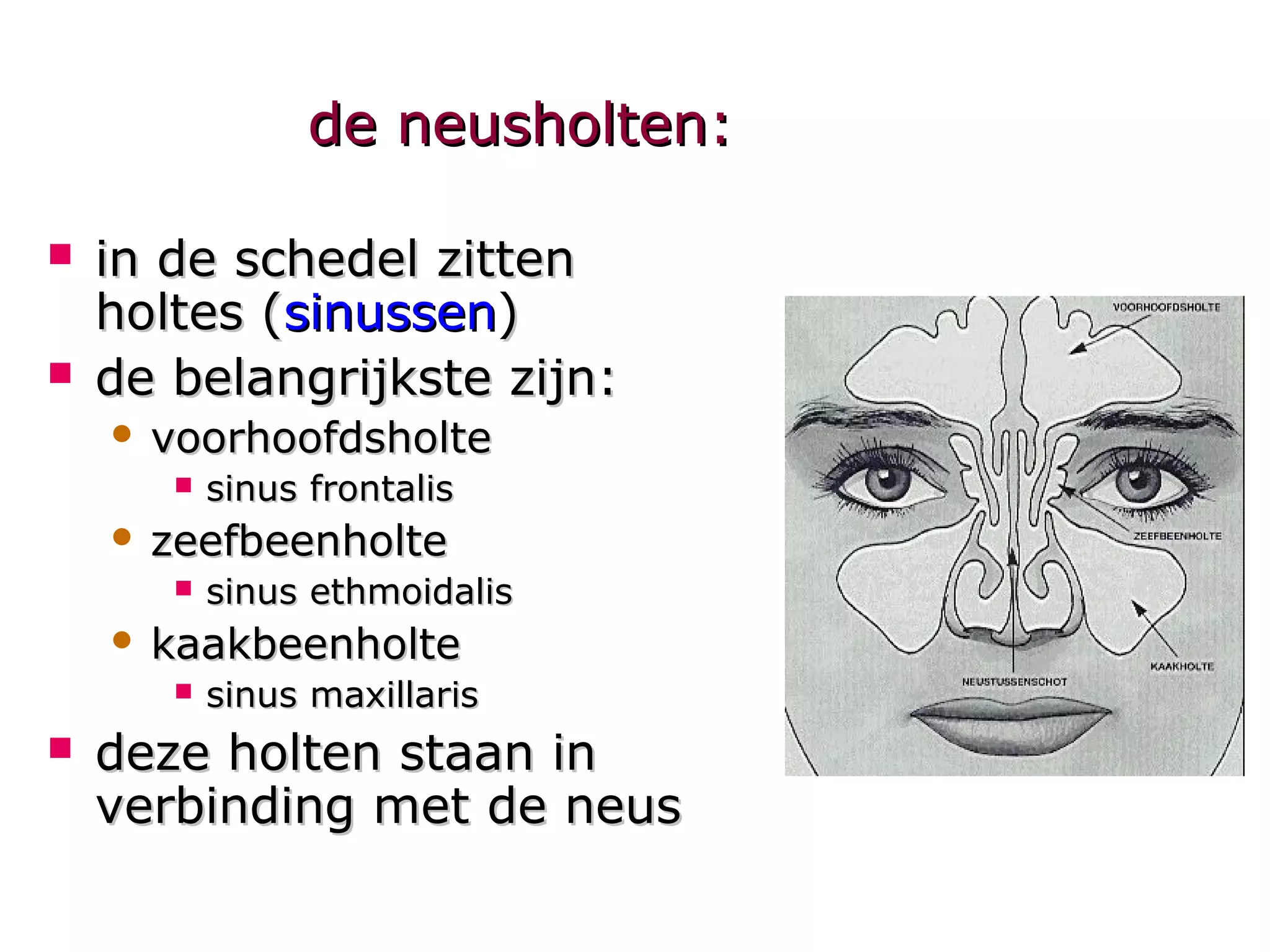 Anatomie Ademhaling | PPT