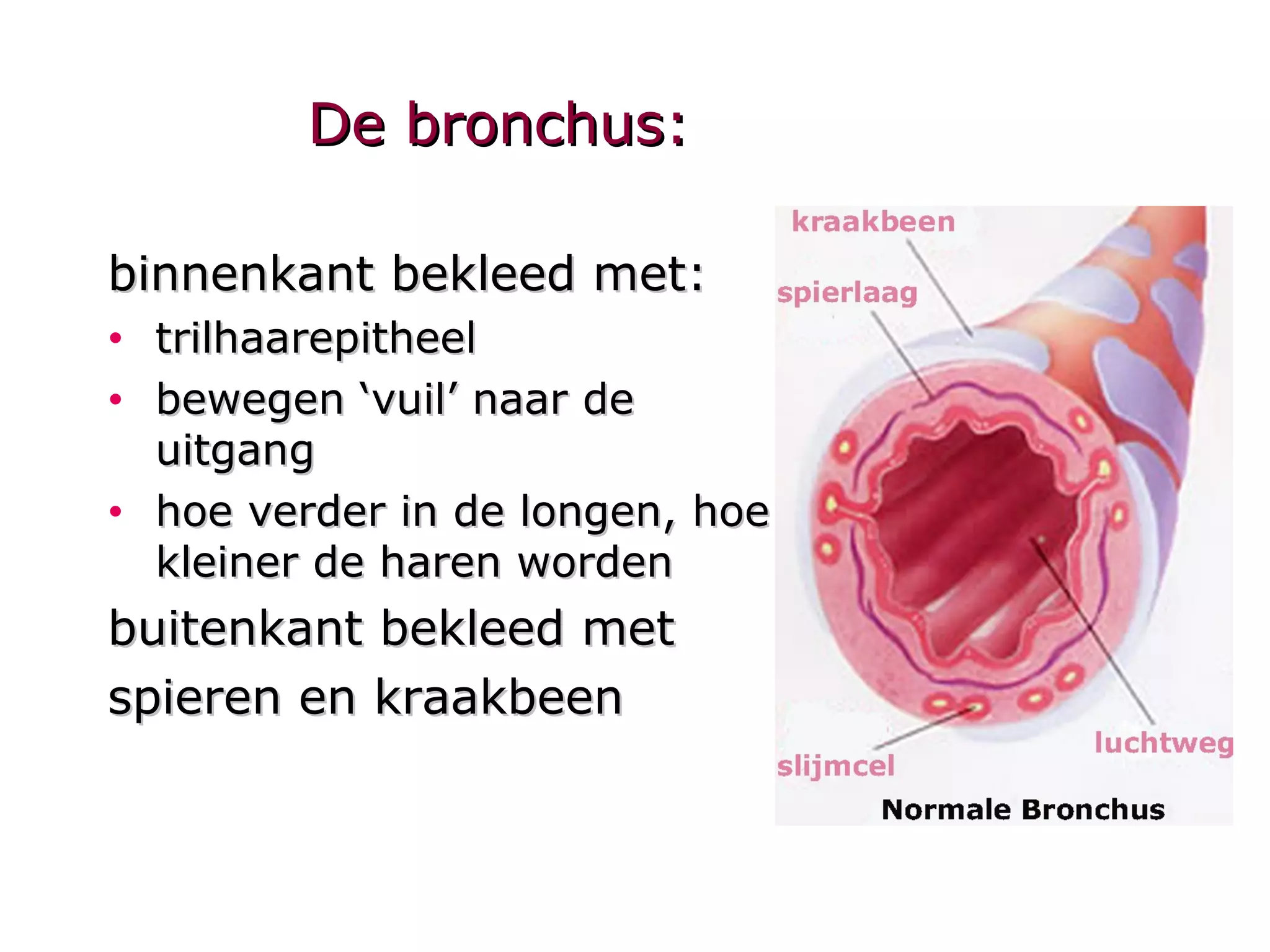 Anatomie Ademhaling | PPT