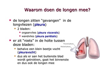 Anatomie Ademhaling | PPT