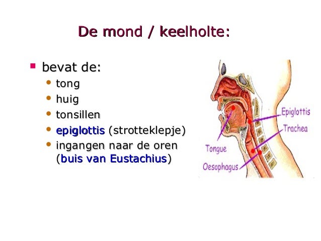 Anatomie Ademhaling