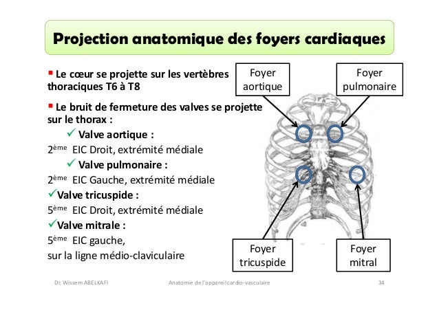 Anatomie cardio-circulatoire
