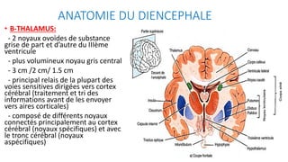 anatomie-du-diencephale.pdf