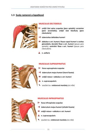 Anatomie 3.lf