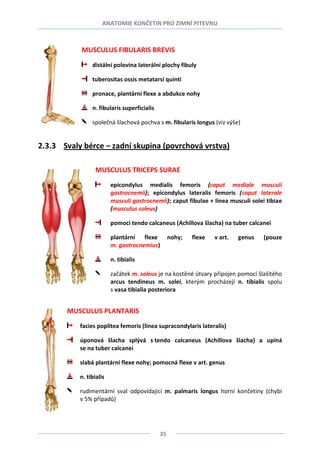 Anatomie 3.lf
