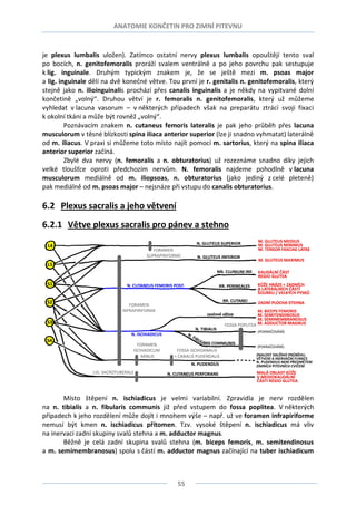 Anatomie 3.lf