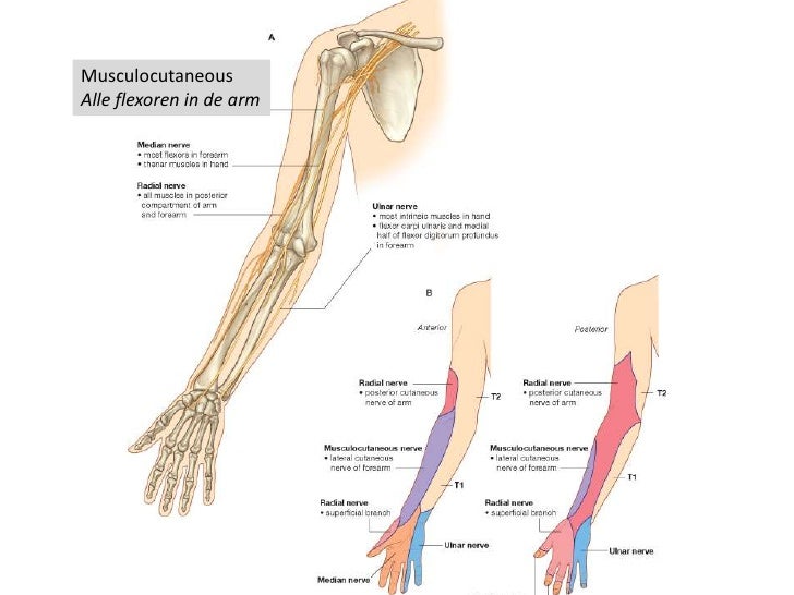 Anatomie