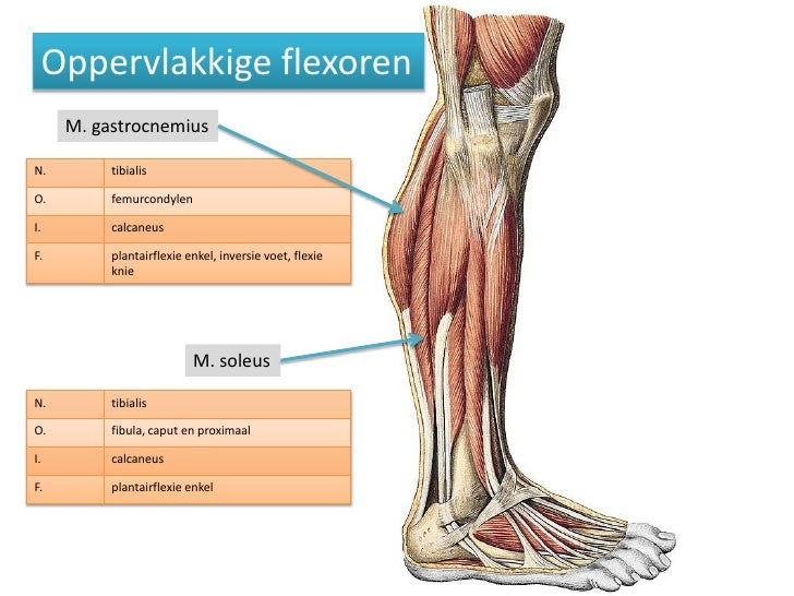 Anatomie