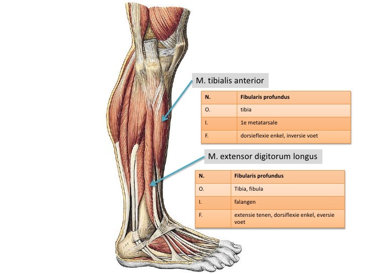 Anatomie