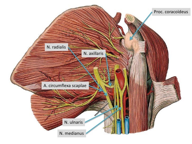 Anatomie