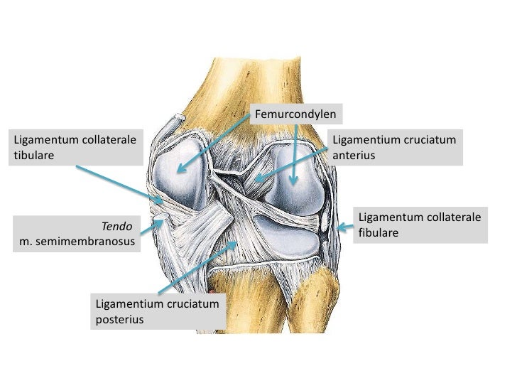 Anatomie