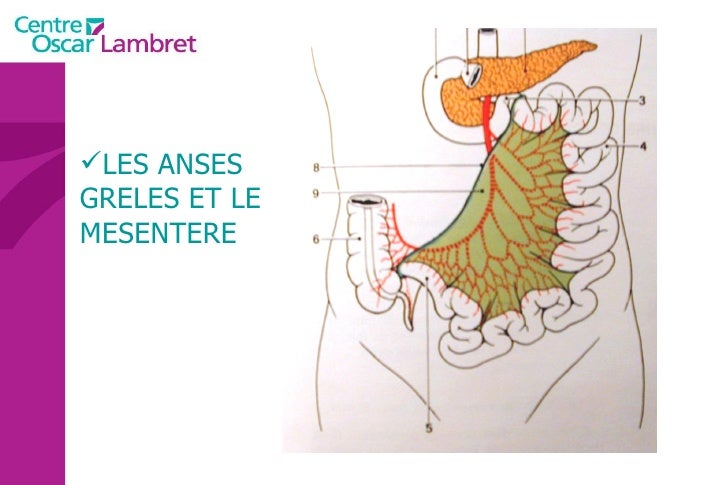 Anatomie abdomen