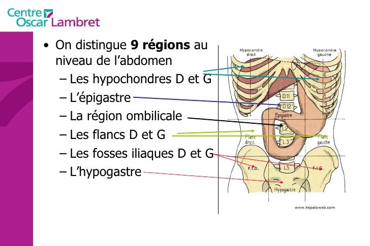 Creux Épigastrique Anatomie _ Abdomen – LIMZA