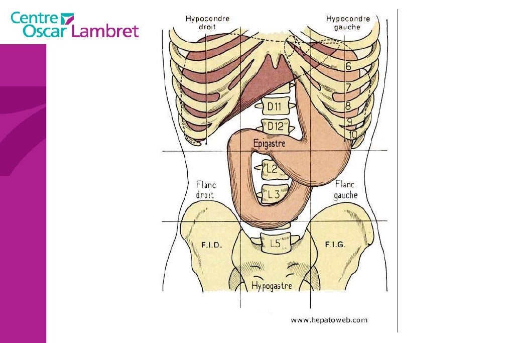 Anatomie abdomen