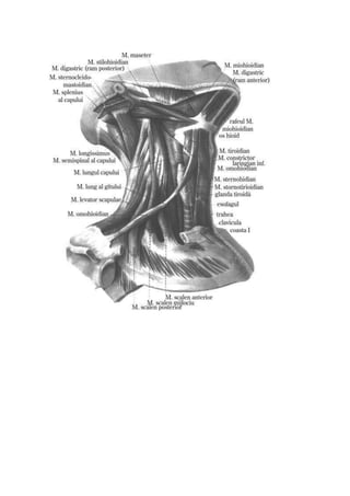 Anatomie amg | DOCX