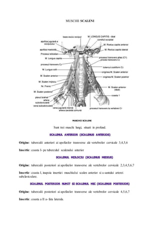 Anatomie amg | DOCX