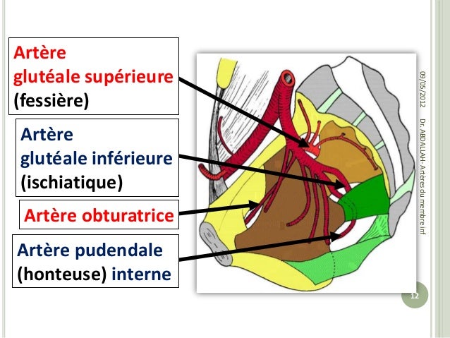 Anatomie arteres du membre inferieur
