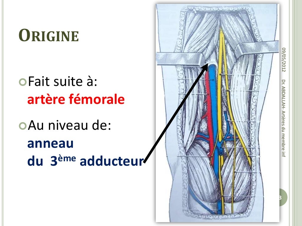 Anatomie arteres du membre inferieur