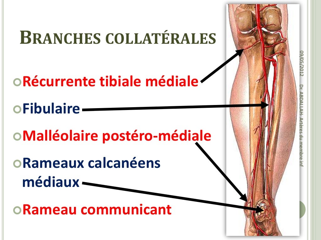 Anatomie Du Membre Images