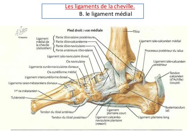Anatomie de la cheville