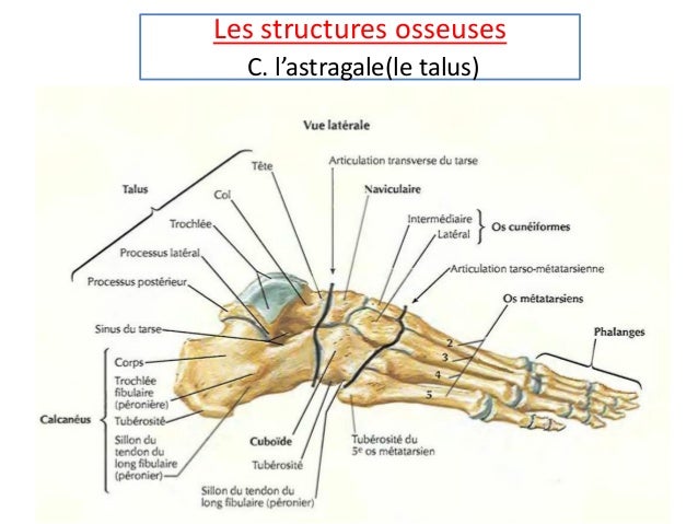 Anatomie de la cheville