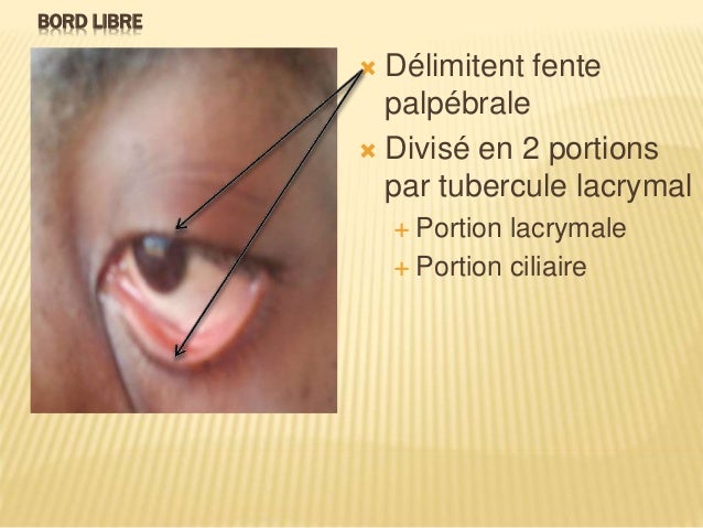 Anatomie des paupières