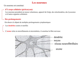 Anatomie des tissus.pptx.pdf
