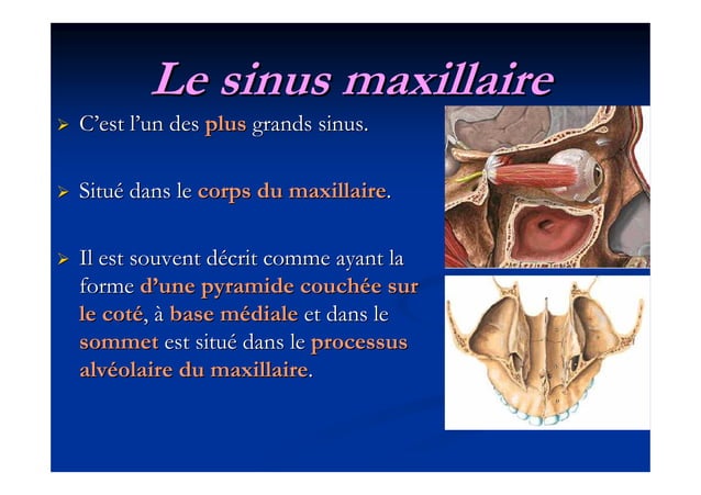 Anatomie du maxillaire