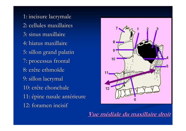Anatomie du maxillaire