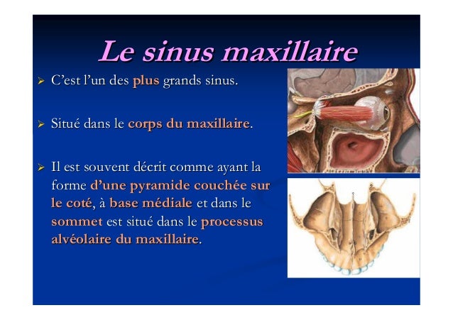 Anatomie du maxillaire