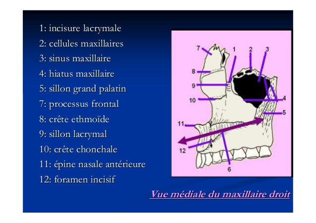Anatomie du maxillaire