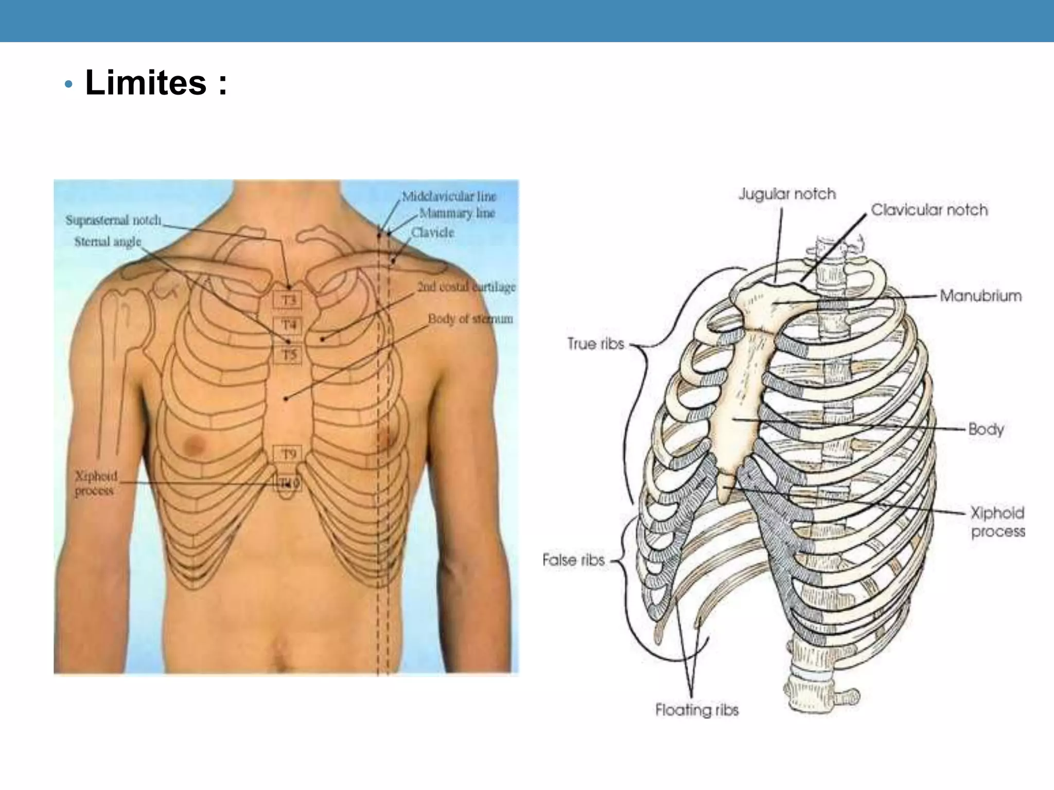 Anatomie du thorax power point | PPTX