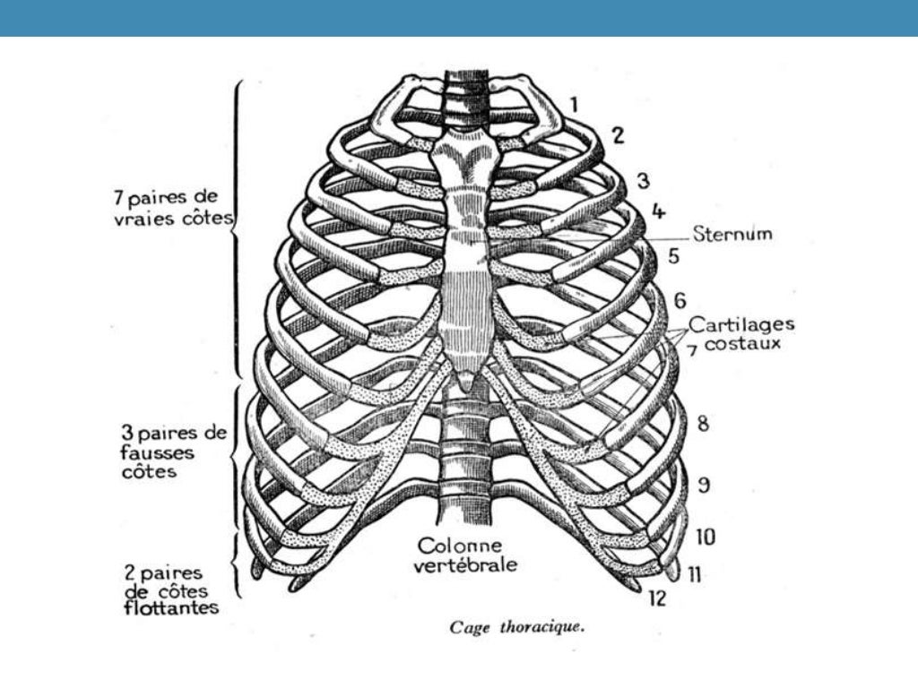 Anatomie du thorax power point