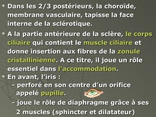 Anatomie physiologie de l'oeil allégé (1) | PPT
