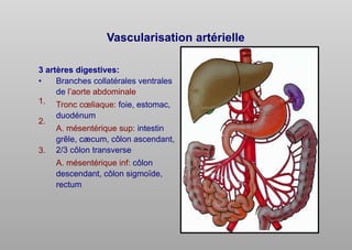 Anatomie physio S.digestif.pptx.pdf