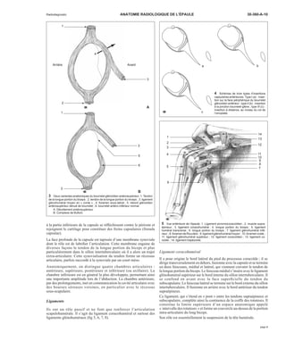 Anatomie radiologique de l'épaule | PDF