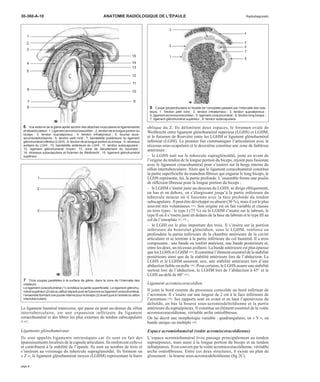 Anatomie radiologique de l'épaule | PDF