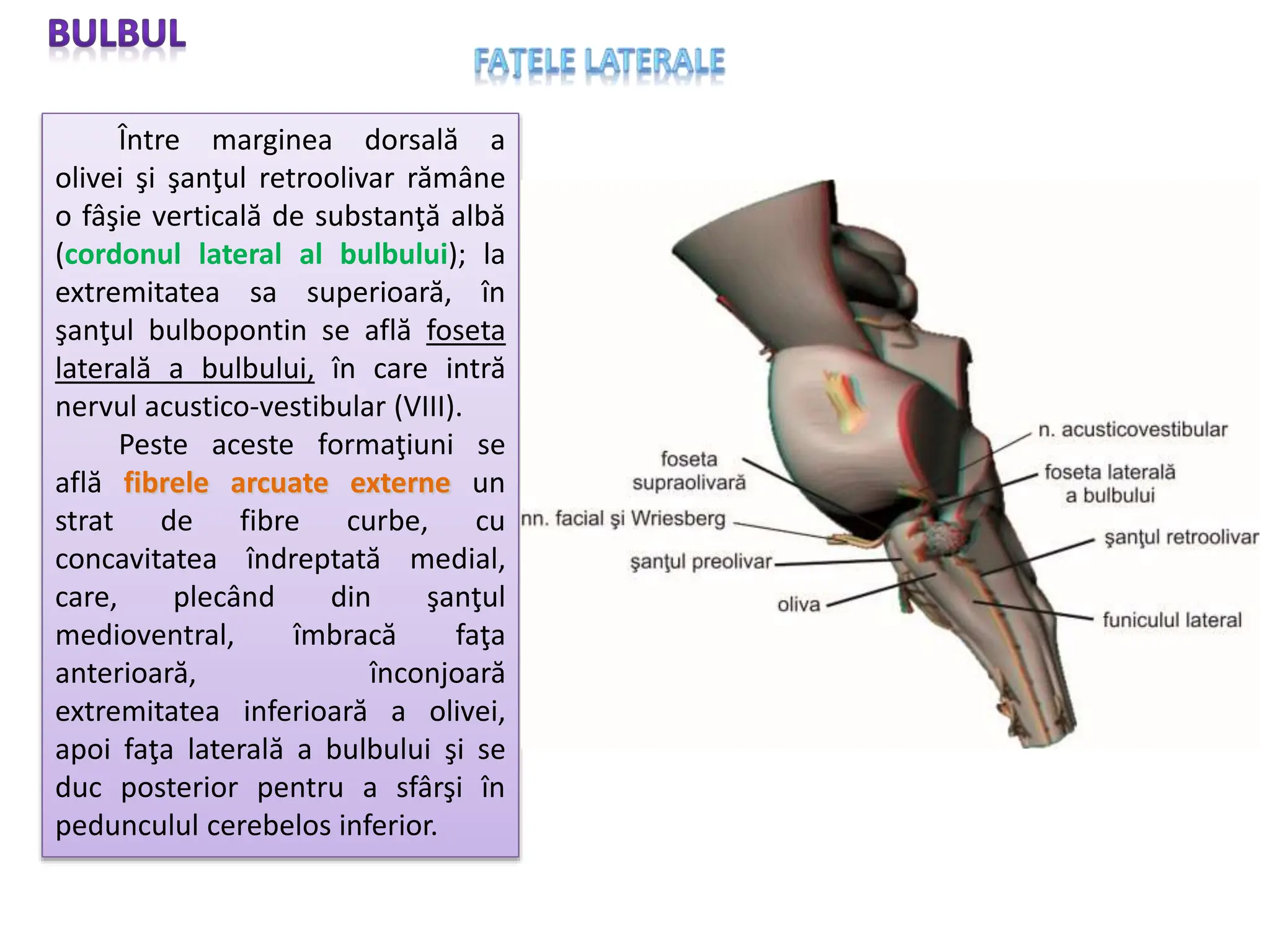 ANATOMIE SNC LP 3 Trunchiul cerebral.ppt