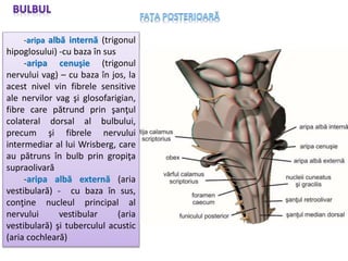 ANATOMIE SNC LP 3 Trunchiul cerebral.ppt