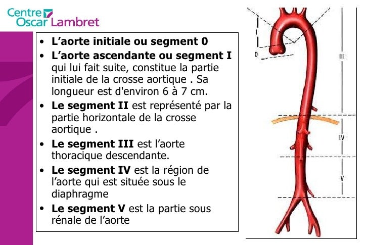Anatomie thorax