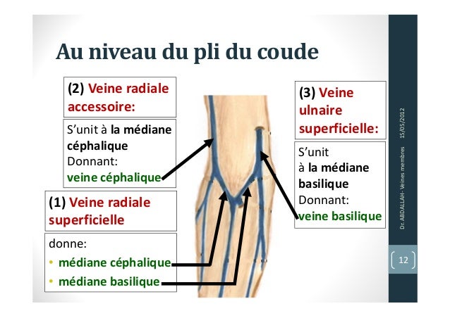 Anatomie veines des membres