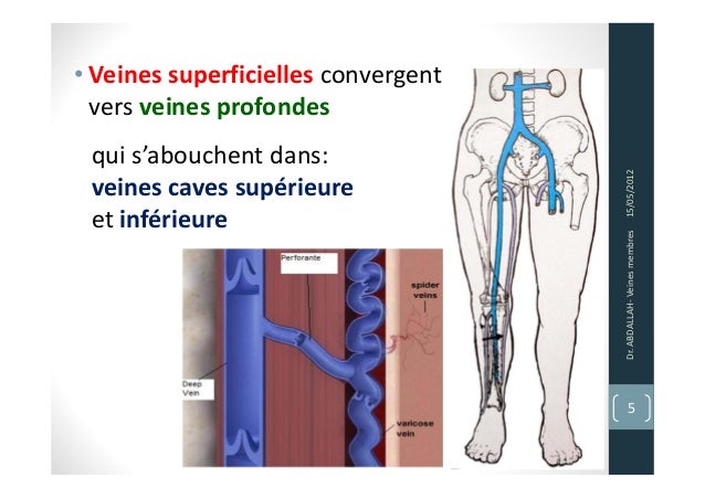 Anatomie veines des membres