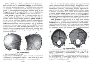 Anatomie vol1 | PDF