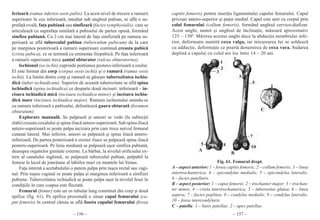 Anatomie vol1 | PDF