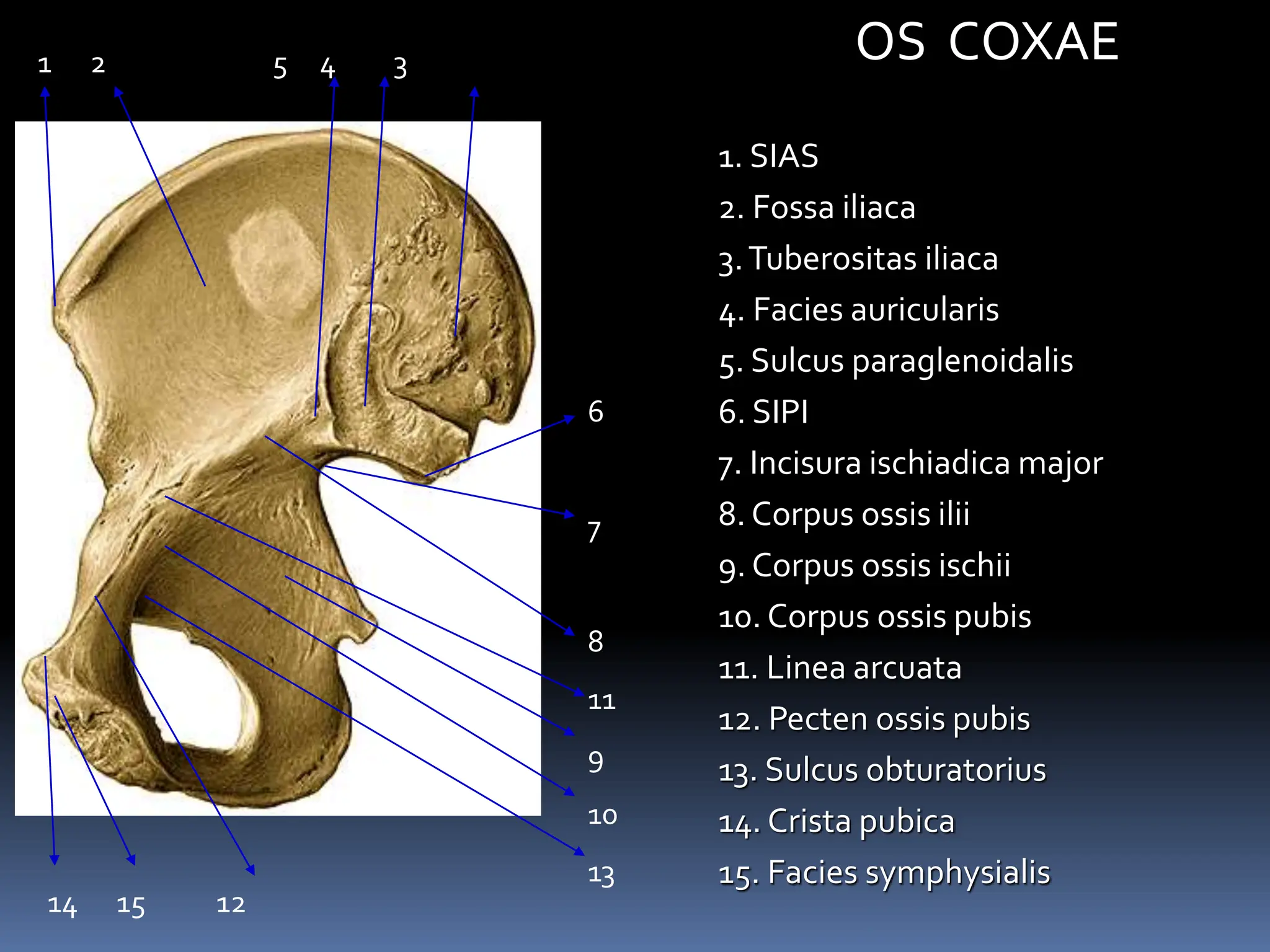 ANATOMI ex inferior.pptx